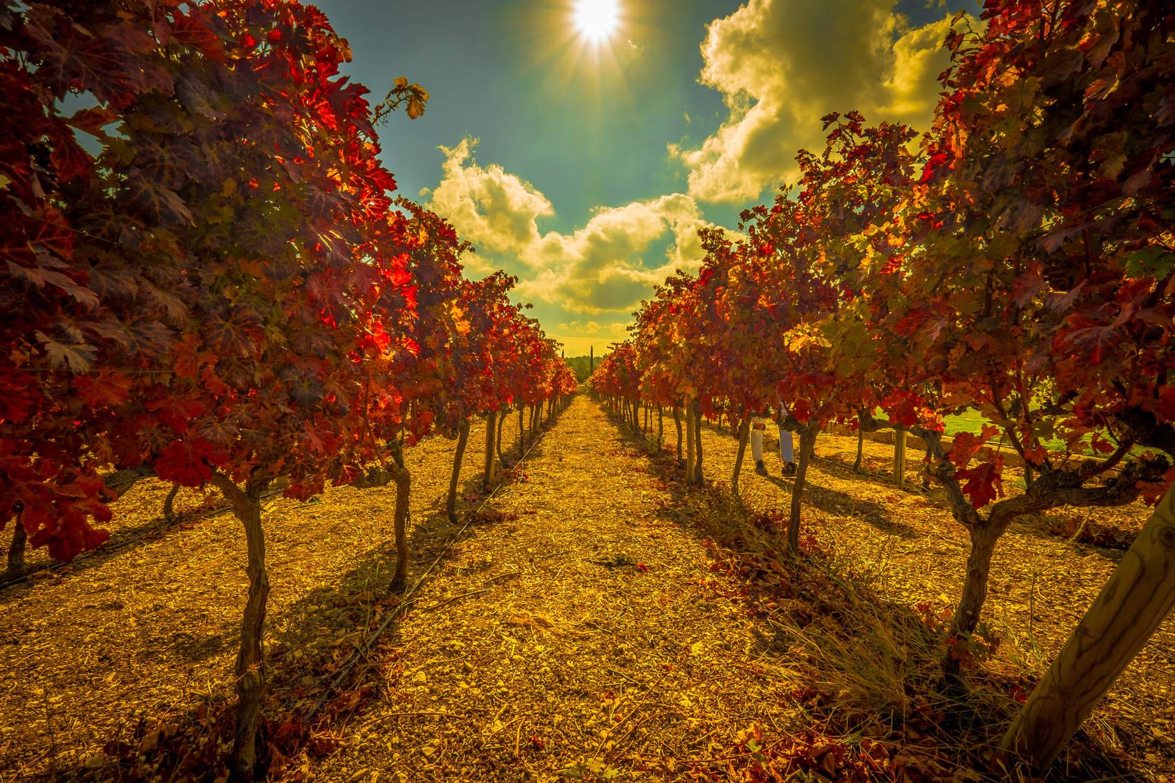 The World’s 7 Best Wine Regions to Fall Under the Radar